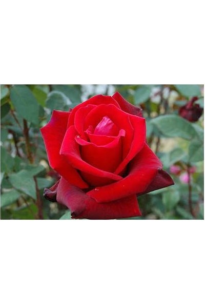 Özgüven Tarım Saksıda Kokulu Kırmızı Gül Fidanı