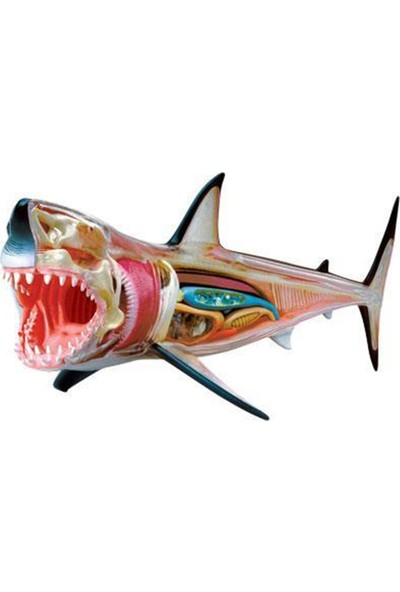 4D Master 4d Büyük Beyaz Köpek Balığı Anatomi Modeli