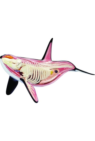 4D Master 4d Balina Anatomi Programı