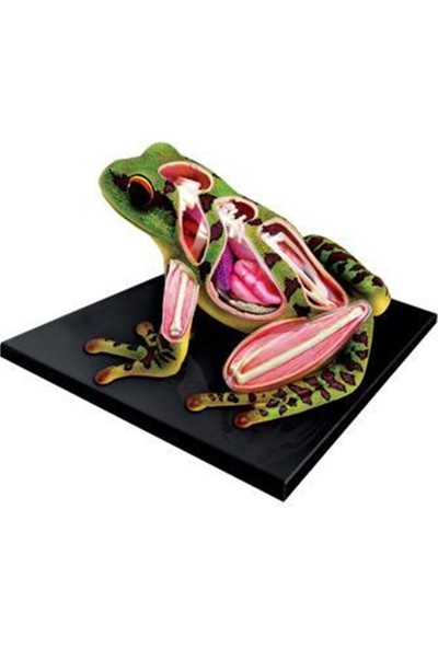 4D Master 4d Kurbağa Anatomi Modeli