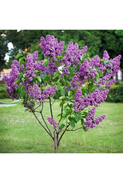 Leylak Fidanı(Syringa Chinensis ), Büyük 60-80 cm , Saksılı