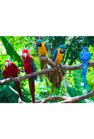 Güven Serigrafi Papağanlar 2 1000 Parça Ahşap Puzzle Yapboz Güven Serigrafi Papağanlar 2 1000 Parça Ahşap Puzzle Yapboz