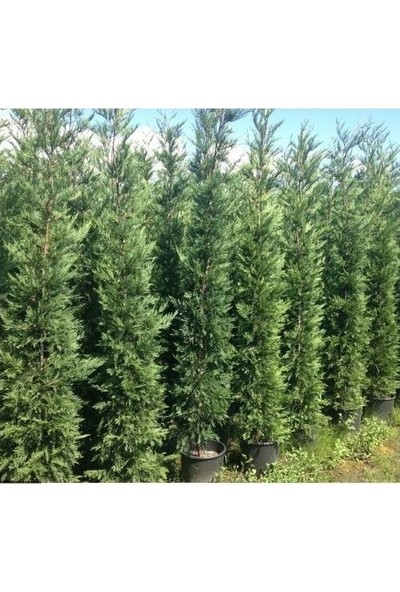 Kuralkan Leylandi Saksı Cupressocyparis Leylandii 150-175 cm