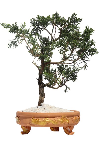 Fideland Ayaklı Dekoratif Saksılı Ardıç Bonsai