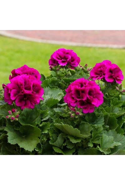 OnlineBahçem Saksıda Büyük Çiçekli Burghi Sardunya Canan Çiçeği