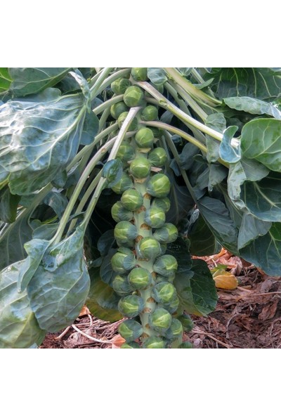 OnlineBahçem Brüksel Lahanası Fidesi (5 Adet) OnlineBahçem Brüksel Lahanası Fidesi (5 Adet)