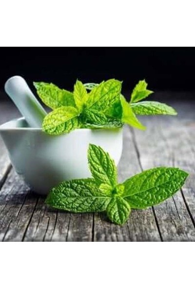 OnlineBahçem Ananas Kokulu Pinedo Nane Fidesi (3 Adet)