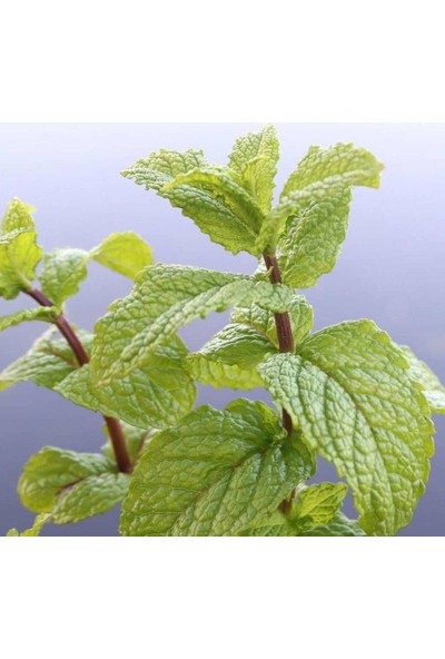 OnlineBahçem Limon Kokulu Swiss Nane Fidesi (3 Adet) OnlineBahçem Limon Kokulu Swiss Nane Fidesi (3 Adet)