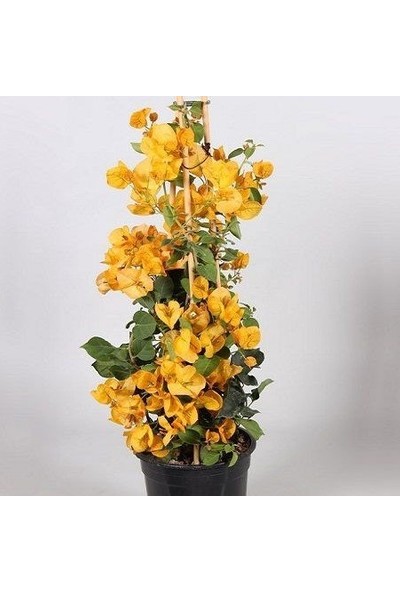 Reyon Ermenek Tüplü Sarı Begonvil Gelin Duvağı Fidanı