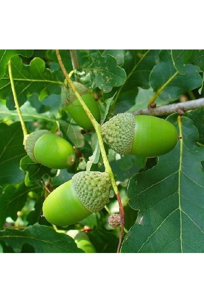 Reyon Ermenek Tüplü Meşe Ağacı Fidanı