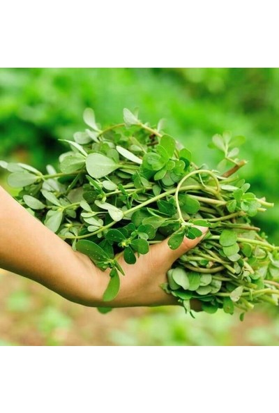 Tacirdepoticaret Semizotu Fidesi (5 Adet)