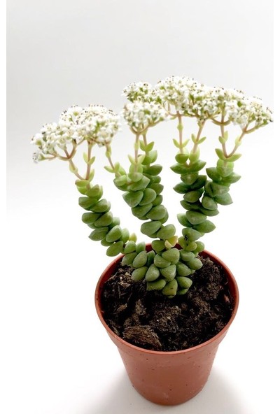Ünal Kaktüs Crassula Rupestris
