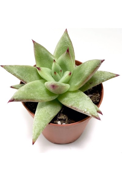 Ünal Kaktüs Echeveria Agavoides Lipstick