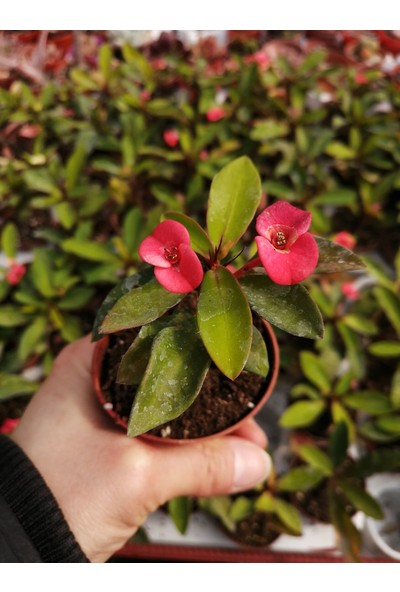 Ünal Kaktüs Euphorbia Milii 5,5cm Saksıda
