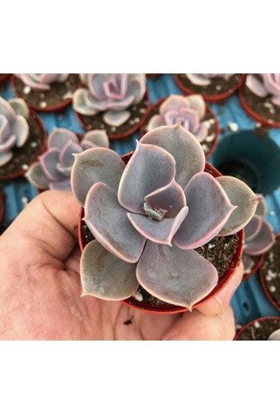 Ünal Kaktüs Echeveria Perle Von Nurnberg Ünal Kaktüs Echeveria Perle Von Nurnberg