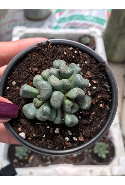 Ünal Kaktüs Aloinopsis Schooneesii 8,5cm Saksıda