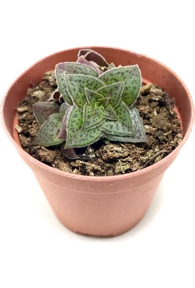 Ünal Kaktüs Crassula Exilis Picturata