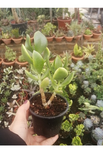 Ünal Kaktüs Crassula Ovata 8.5cm Ünal Kaktüs Crassula Ovata 8.5cm