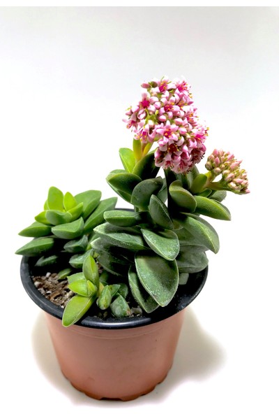 Ünal Kaktüs Crassula Springtime 8.5cm