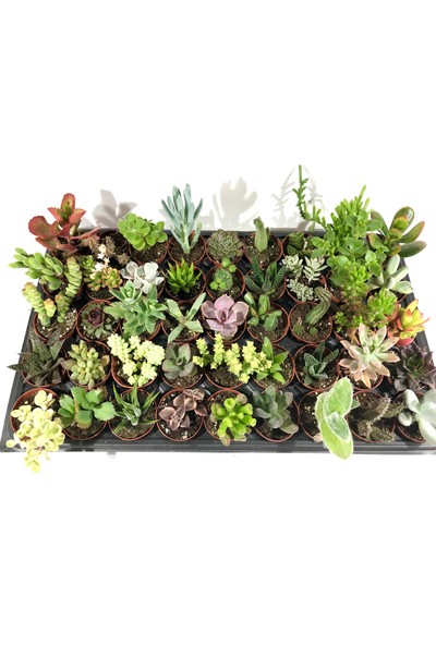 Ünal Kaktüs Sukulent Mix 45LI