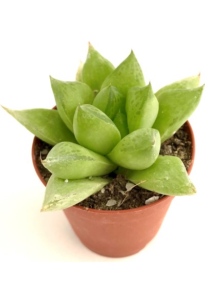 Ünal Kaktüs Haworthia Cymbiformis