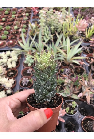 Ünal Kaktüs Haworthia Reinwardtii