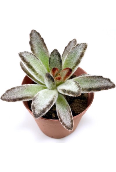 Ünal Kaktüs Kalanchoe Tomentosa (Black-Siyah)
