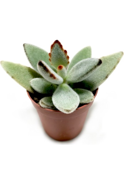 Ünal Kaktüs Kalanchoe Tomentosa White- Beyaz
