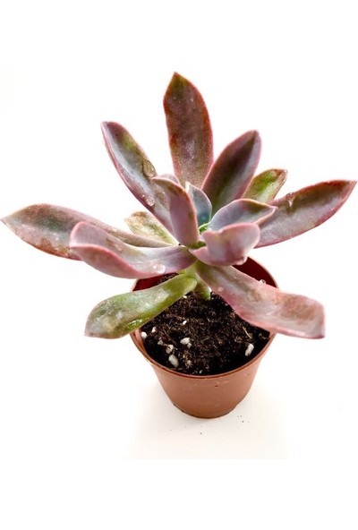 Ünal Kaktüs Echeveria Fred Ives Ünal Kaktüs Echeveria Fred Ives