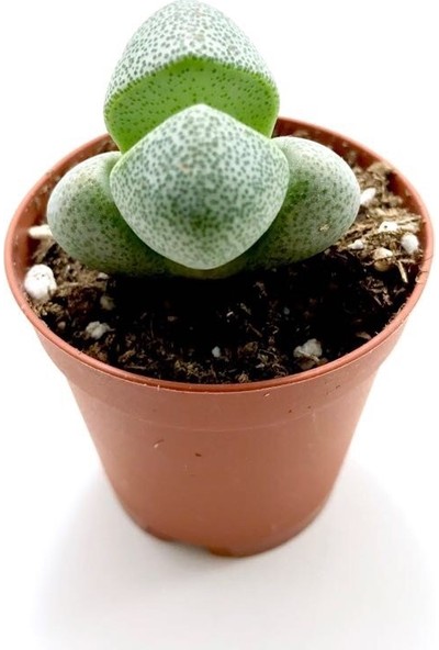 Ünal Kaktüs Pleiospilos Nelii - Taş Kaktüs