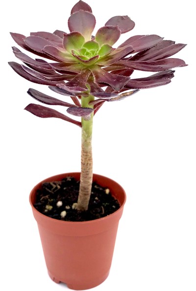 Ünal Kaktüs Aeonium Arboreum Var. Atropurpureum