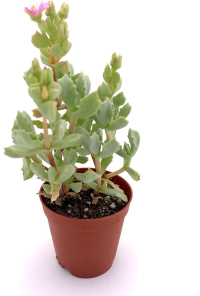 Ünal Kaktüs Oscularia Deltoides (Sukulent)