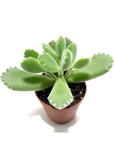 Ünal Kaktüs Cotyledon Ladismithiensis (Sukulent)