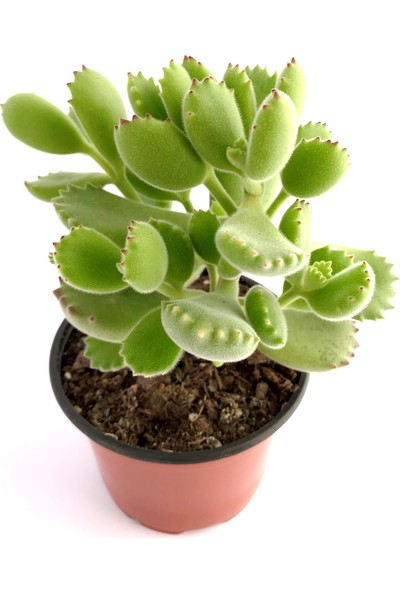 Ünal Kaktüs Cotyledon Ladismithiensis 8,5cm (Sukulent)