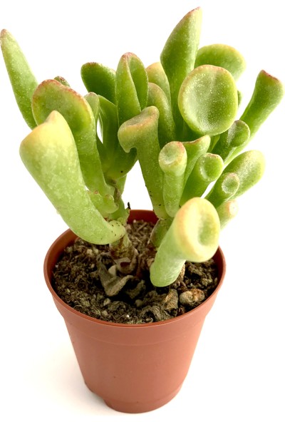 Ünal Kaktüs Crassula Ovata Gollum (Sukulent) Ünal Kaktüs Crassula Ovata Gollum (Sukulent)