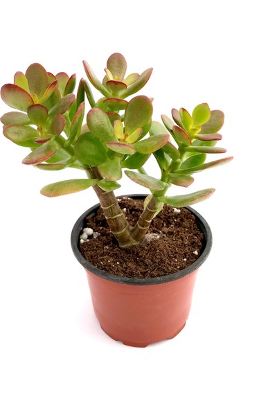 Ünal Kaktüs Crassula Ovata Minor 8,5cm Ünal Kaktüs Crassula Ovata Minor 8,5cm