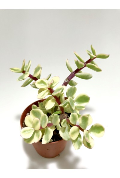 Ünal Kaktüs Portulacaria Afra Variegata Ünal Kaktüs Portulacaria Afra Variegata