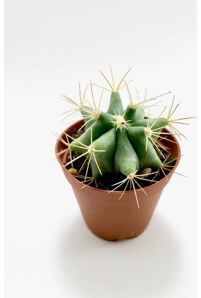 Ünal Kaktüs Ferocactus Glaucescens