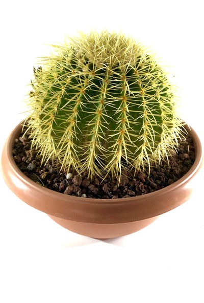 Ünal Kaktüs Echinocactus Grusonii 29CM