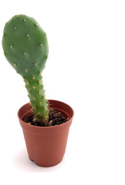 Ünal Kaktüs Opuntia Robusta Ünal Kaktüs Opuntia Robusta