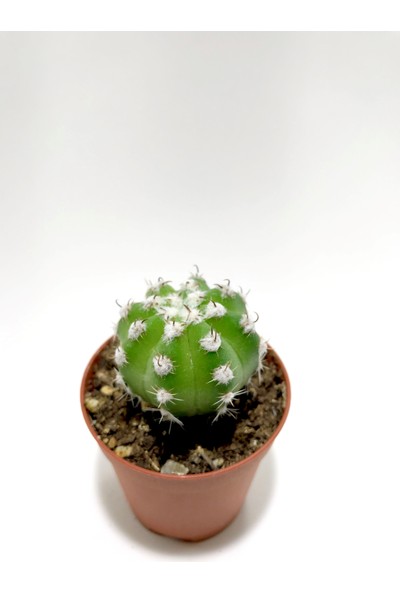 Ünal Kaktüs Echinopsis Subdenudata