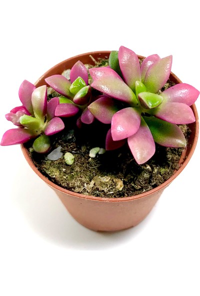 Ünal Kaktüs Nacampceros Rufescens Sunrise (Variegata) Ünal Kaktüs Nacampceros Rufescens Sunrise (Variegata)