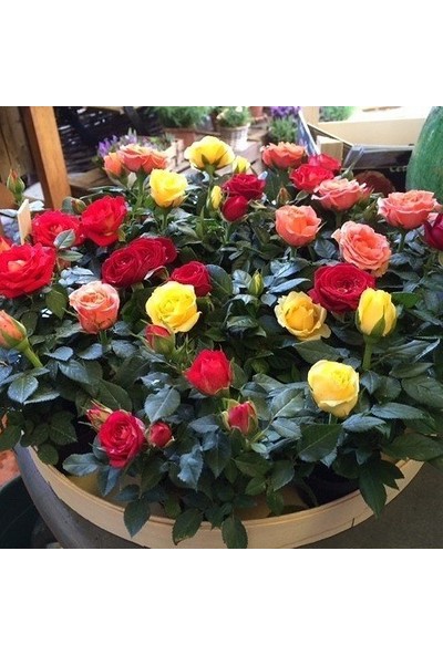 Tacirdepoticaret Karışık Renkli Yediveren Minyatür Dikensiz Bodur Gül Fidanı 5'li