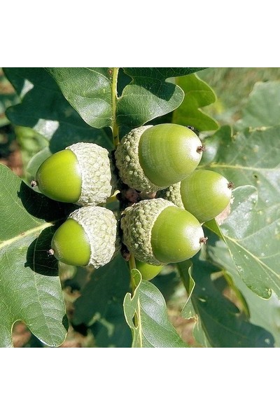 Tacirdepoticaret Tüplü Meşe Ağacı Fidanı