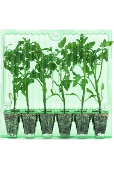 Elka Çeri Domates Fidesi Elka Çeri Domates Fidesi