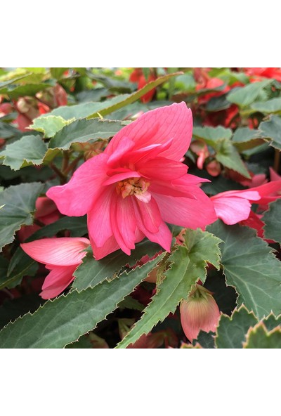 Rüzgar Botanik Pembe Yumrulu Begonya Rüzgar Botanik Pembe Yumrulu Begonya