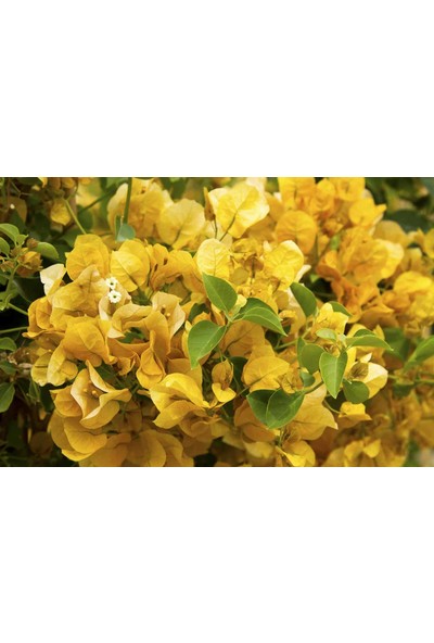 Rüzgar Botanik Sarı Begonvil Çiçeği Sarılıcı 40 cm 60 cm Saksılı Rüzgar Botanik Sarı Begonvil Çiçeği Sarılıcı 40 cm 60 cm Saksılı