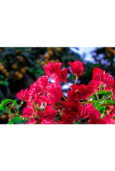 Rüzgar Botanik Kırmızı Begonvil Çiçeği Fidanı Saksılı 60 cm Rüzgar Botanik Kırmızı Begonvil Çiçeği Fidanı Saksılı 60 cm