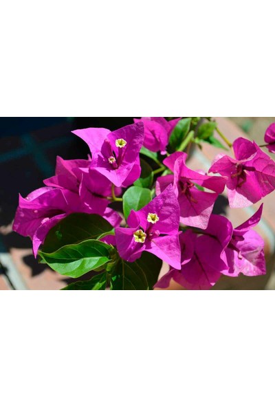 Rüzgar Botanik Mor Begonvil Çiçeği Fidanı Saksılı 60 cm Rüzgar Botanik Mor Begonvil Çiçeği Fidanı Saksılı 60 cm