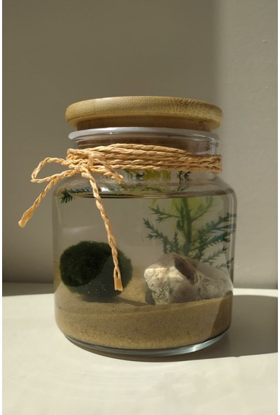 Özkan Store Marimo Şans Yosunu 11 cm Özkan Store Marimo Şans Yosunu 11 cm